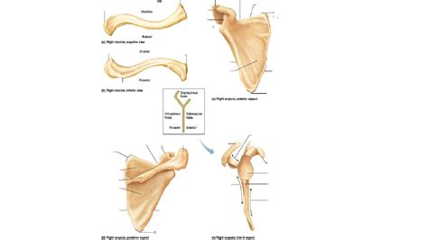 Pectoral Girdle Bones And Markings Diagram Quizlet