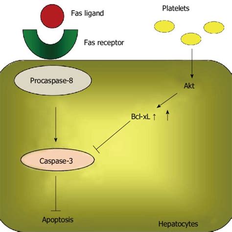 Platelet Mediated Inhibition Of Apoptosis Platelets Activate The Akt