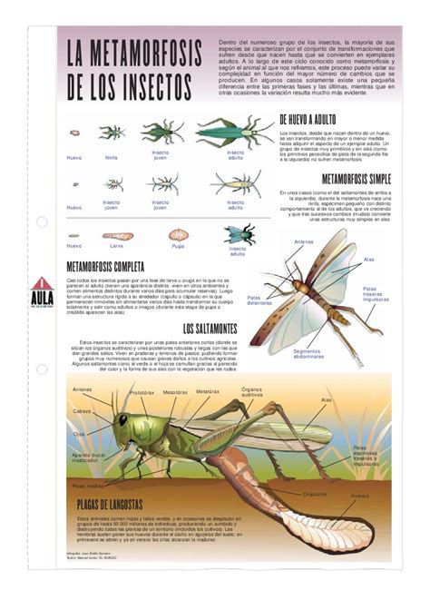 La Metamorfosis De Los Insectos By Pedro M Rquez Issuu