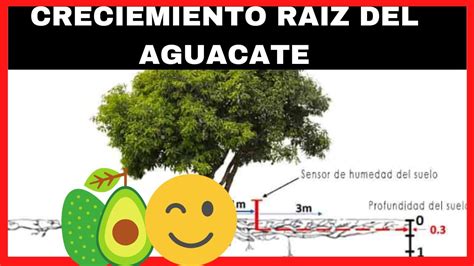 Hacia DONDE CRECEN Las RAICES Del ARBOL De AGUACATE YouTube