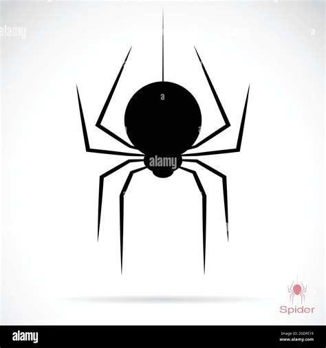 Imagen vectorial de araña sobre fondo blanco Ilustración de vector en