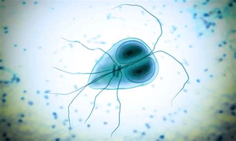 Giardiase Sensibilisation et Prévention au Sein de la Communauté