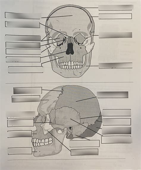 Skull Bones Diagram Quizlet