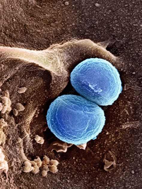Staphylococcus Aureus Bacteria Sem Stock Image C Science