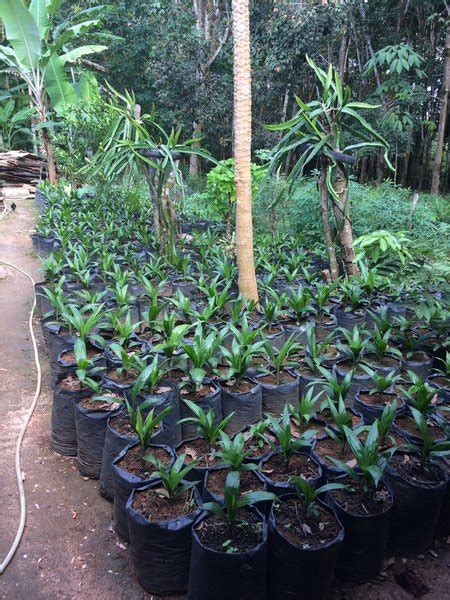 Jual Bibit Sawit Socfindo Di Lapak Unggul Bibit Sawit Bukalapak