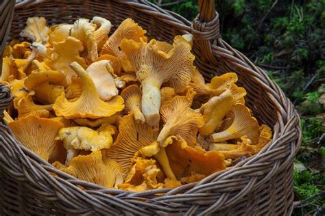 La Cueillette Des Champignons Dans Le Luberon Provence Home