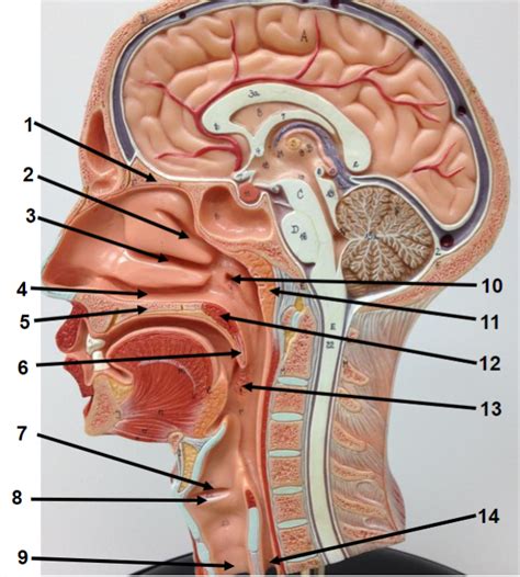 Head Midsagittal Model Diagram Quizlet