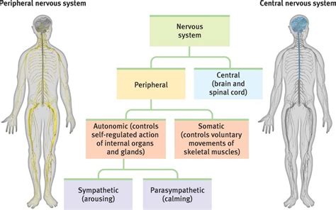 Somatic Nervous System Vs Autonomic Nervous System