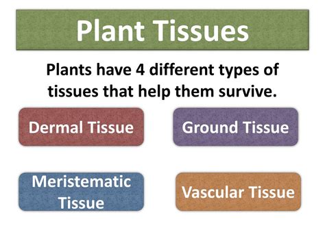 PPT Plant Tissues Structure And Function PowerPoint Presentation