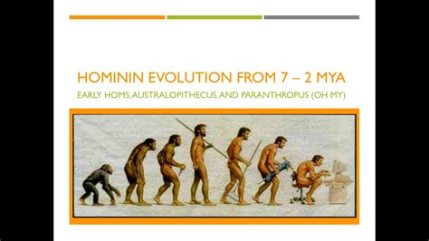 Timeline Of Human Evolution From Left To Right An Early 54 OFF