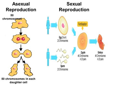 Importance Of Reproduction Gametes Formation Fertilization Sexual And Asexual Reproduction