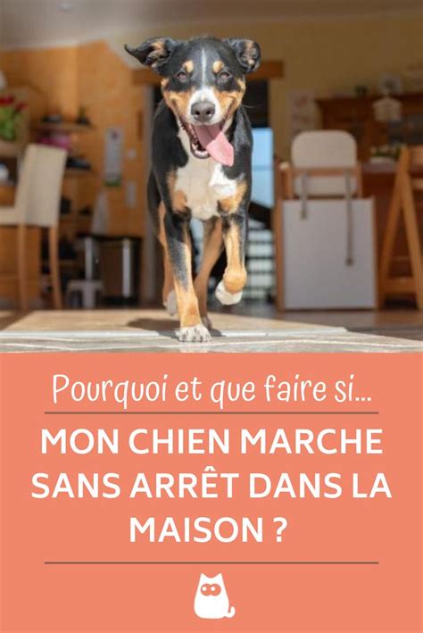 Mon Chien Marche Sans Arr T Dans La Maison Causes Et Que Faire