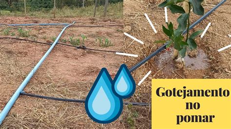 INSTALANDO SISTEMA DE IRRIGAÇÃO POR GOTEJAMENTO NO POMAR YouTube
