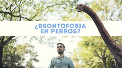 Miedo De Tu Perro A Tormentas Y Pirotecnia Brontofobia Claves Para