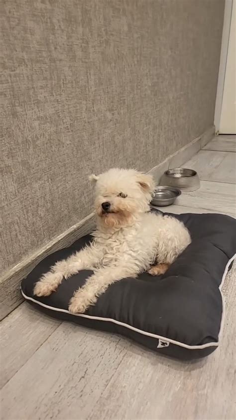 Girl Boss On Twitter RT Panelista GH22 Ahi Esta Mia La Perrita A