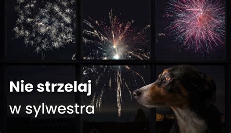 Nie Strzelaj W Sylwestra Petgram