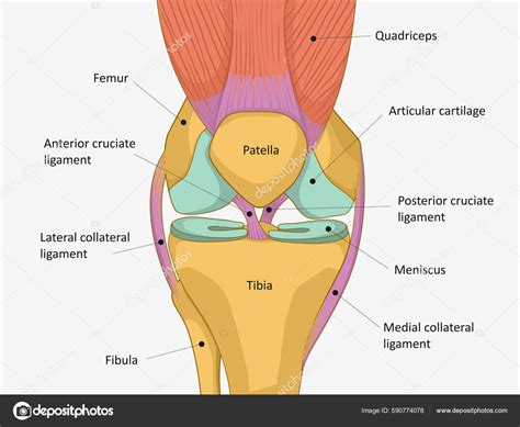 Human Knee Joint Anatomy Knee Tendons Anatomical Diagram Vector De