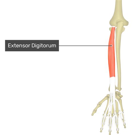 Extensor Digitorum Muscle Origin Insertion Action GetBodySmart