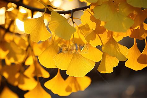 秋天金黄色的银杏叶高清图片下载 正版图片402504650 摄图网