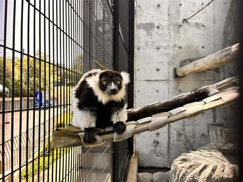 福山市立動物園 公式 on Twitter お昼寝からお目覚めの キキ 福山市立動物園 エリマキキツネザル サル 帰ってきた