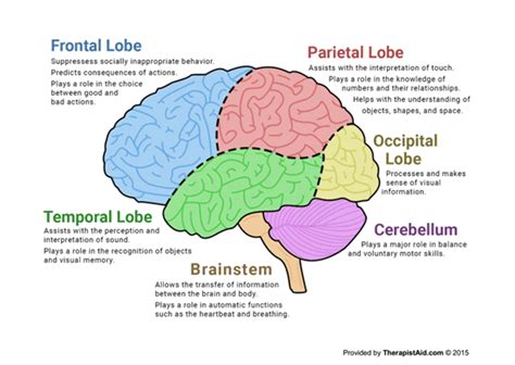 PSY Unit 1 Brain Structures Diagram Quizlet