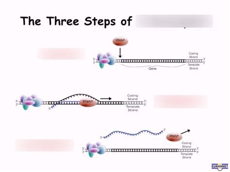 Steps Of Transcription Diagram Quizlet