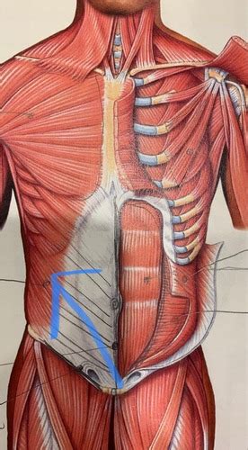 Muscles Of The Abdominal Wall Flashcards Quizlet