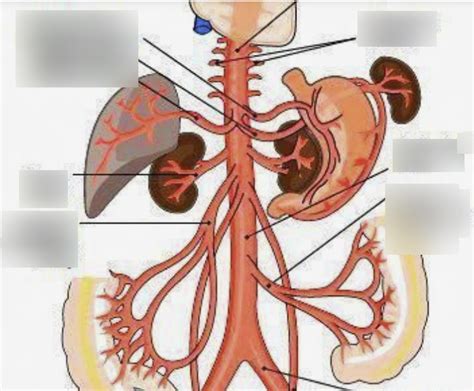 Digestive System Accessory Organs Blood Supply Diagram Quizlet