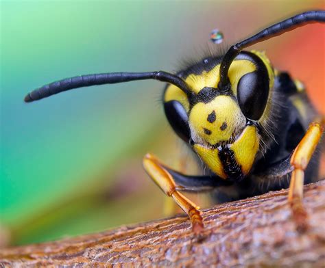 Informationen Zur Asiatischen Hornisse Online Bienen Li Das Portal