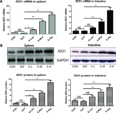 Changes In The MRNA And Protein Expression Of IDO1 After Administration