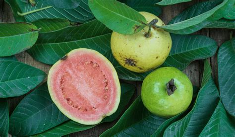 Conoce Las Propiedades Y Beneficios De La Hoja De Guayaba