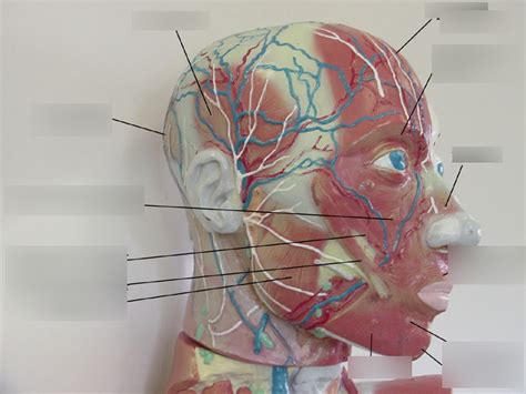 Lateral Head Muscles Diagram Quizlet