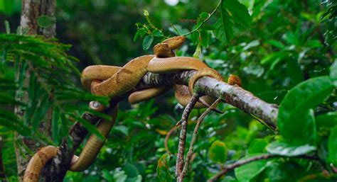 Ilha das cobras conheça a ilha mais Siape