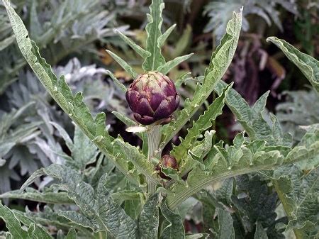 El Cultivo De La Alcachofa O Alcaucil