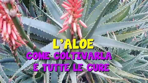 Il Fiore dell Aloe Vera Proprietà Cura e Utilizzo Giardino del