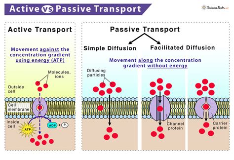 What Are The Main Differences Between Active And Passive Transport