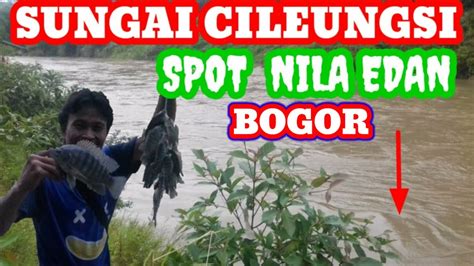SPOT EDAN PANEN STREK NILA MANCING DISUNGAI CILEUNGSI YouTube