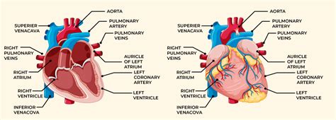 Structure And Functions Of Heart Geeksforgeeks
