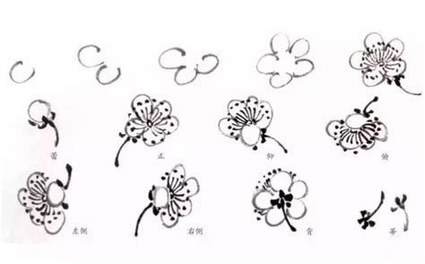 双勾梅花 双勾梅花图片 第8页 大山谷图库
