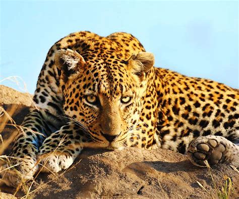Descubre los fascinantes animales de desierto en México guía