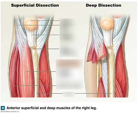 Anterior Thigh Muscles Diagram Quizlet