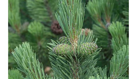 BOURGEONS DE PIN DE MONTAGNE propriétés bienfaits utilisations en