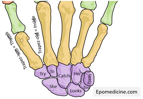 Lunotriquetral Coalition Radiology Case Radiogyan