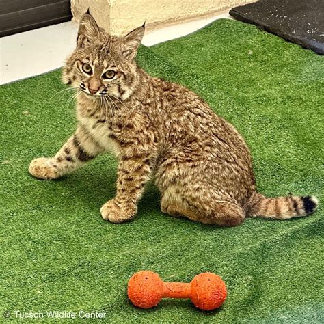 Patient Of The Week Tucson Wildlife Center