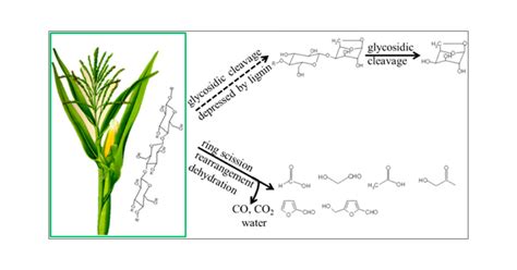 Lignin And Cellulose