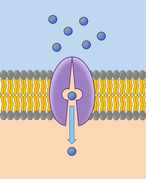 Facilitated Diffusion