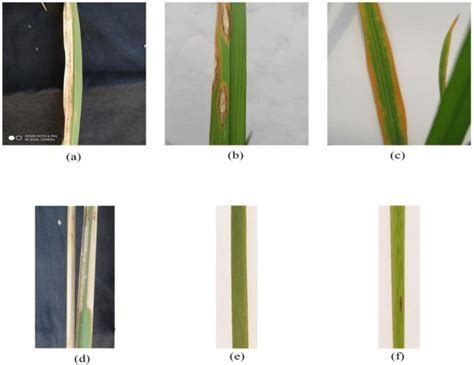 Collected Images Of Rice Plant Diseases A Bacterial Leaf Blight B
