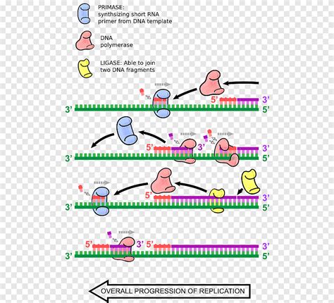 Replicación de ADN cebador biología ADN polimerasa ángulo texto png
