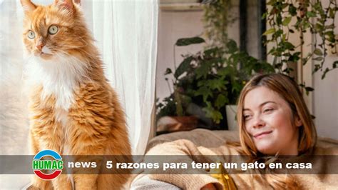 Las Razones Para Tener Un Gato En Casa Humac