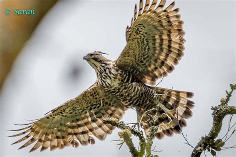 Javan Hawk Eagle Nisaetus Bartelsi Photo Call And Song